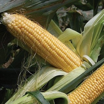 Organic Country Gentleman Corn Seeds (Zea mays) – Classic Sweet Corn w ...
