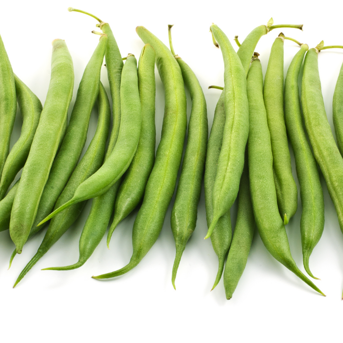 Organic Contender Bean Seeds (Phaseolus vulgaris 'Contender') – 20+ Se ...