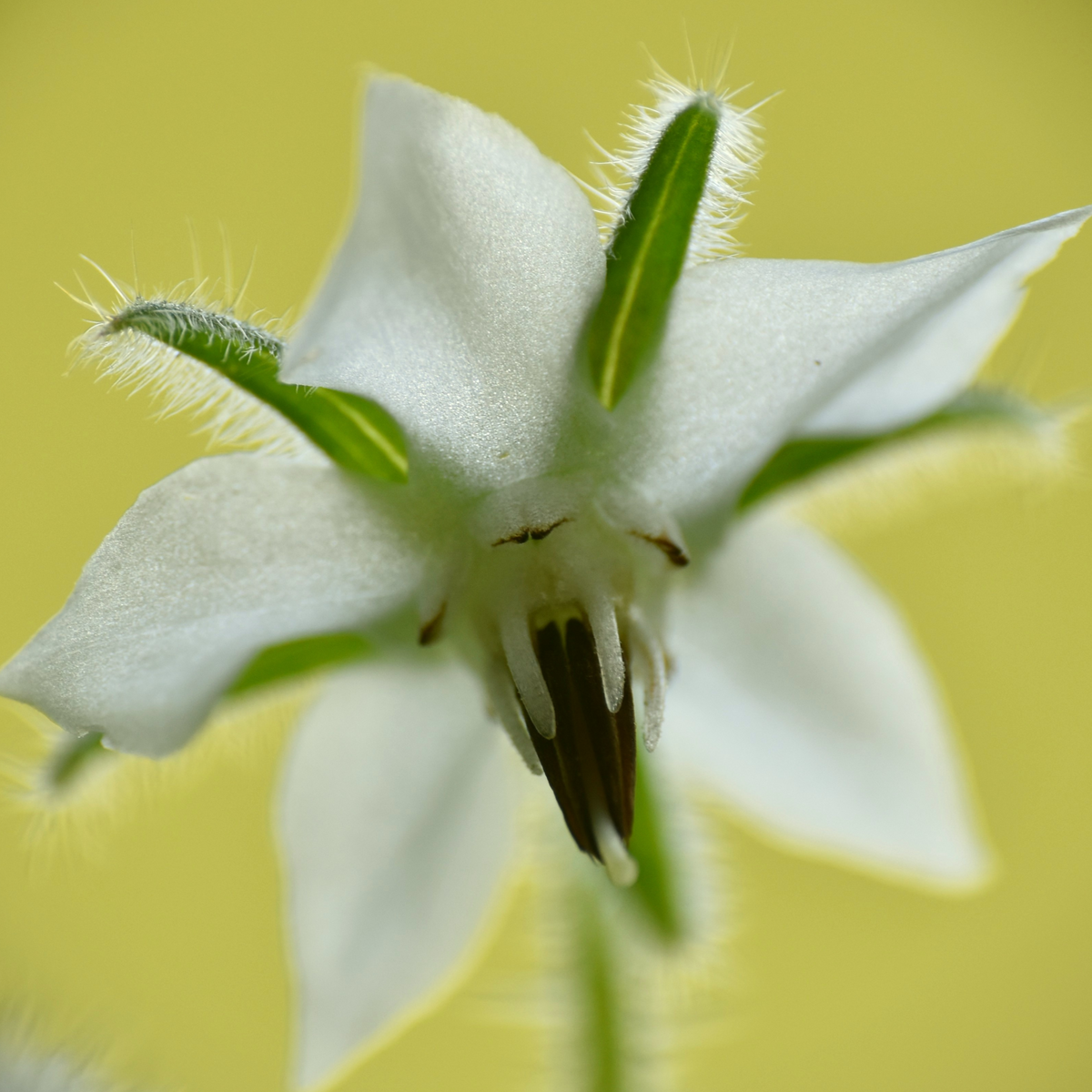 Organic White Borage Seeds (Borago officinalis 'Alba') – Unique White ...