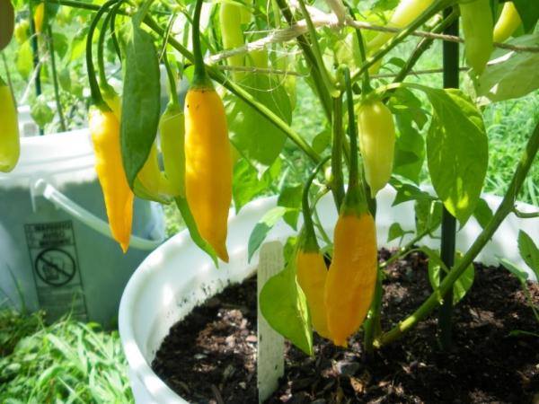 Organic Aji Lemon Drop Pepper Seeds (Capsicum baccatum) – Unique Heirl ...