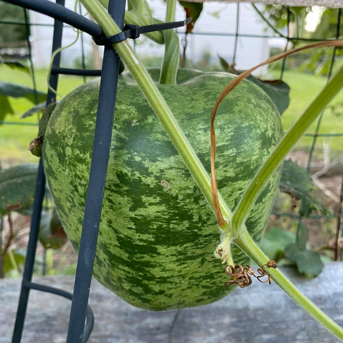 Organic Apple Gourd Seeds (Lagenaria siceraria 'Apple') – Decorative a ...