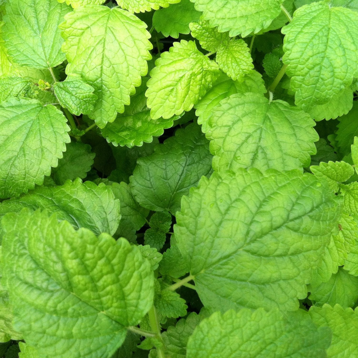 Organic Lemon Balm Seeds (Melissa officinalis) – 100+ Seeds for Herb G ...