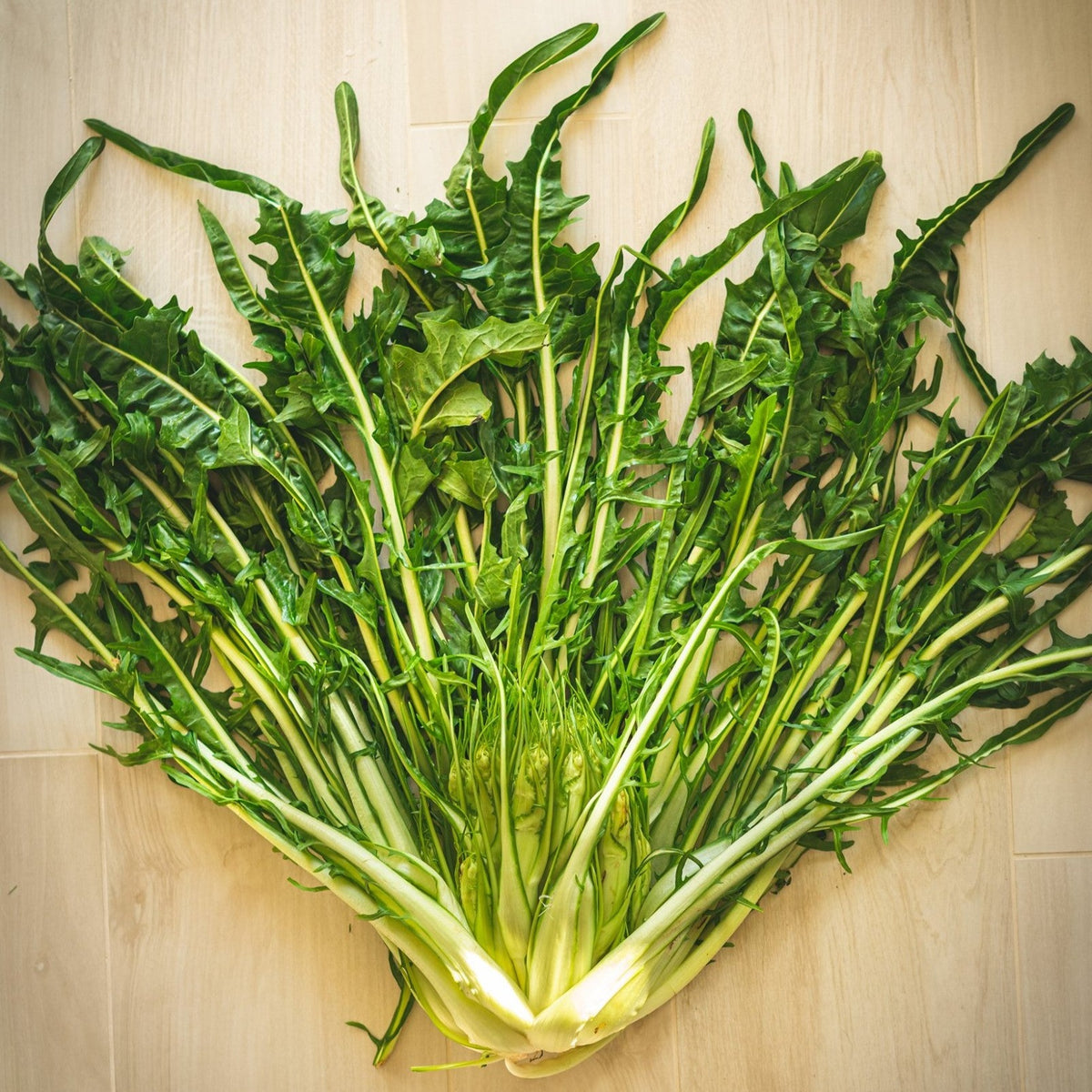 Dolci Talli Catalogna Italian Chicory Seeds (OP Heirloom) (Cichorium i ...