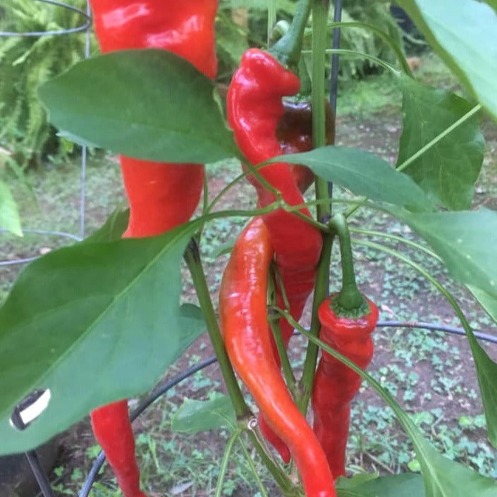 Organic Cow Horn Pepper Seeds (Capsicum annuum) – Large, Curved Fruits ...