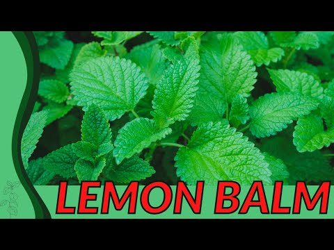 Lemon Balm (Organic) – Terra Mater Gardens