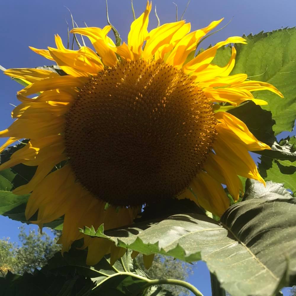 Organic Mammoth Russian Sunflower Seeds (Helianthus annuus) – Giant Bl ...