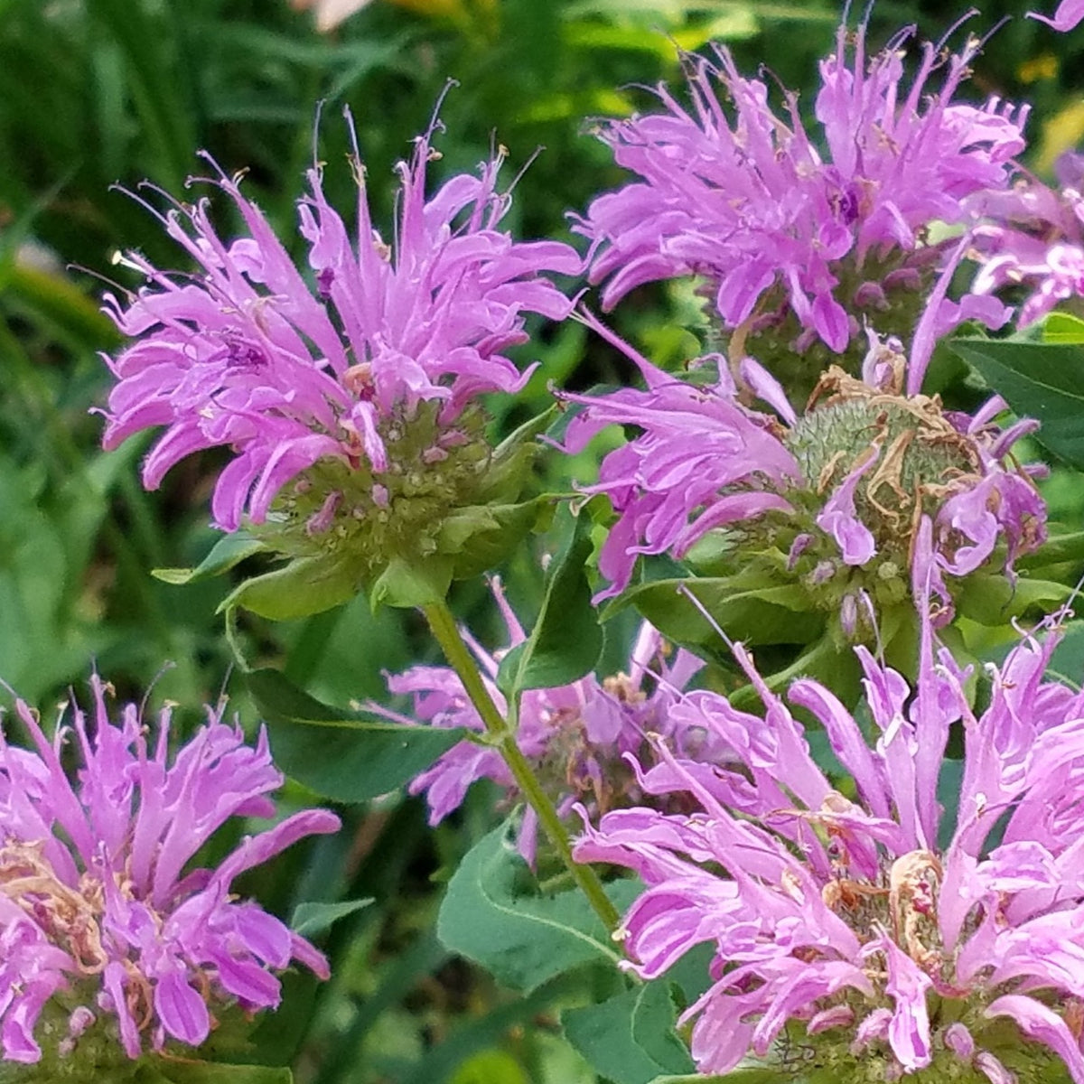Organic Lemon Bee Balm Seeds (Monarda citriodora) – 100+ Seeds for Her ...
