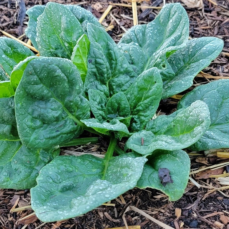 Organic Noble Giant Spinach Seeds (Spinacia oleracea) – 50+ Seeds for ...