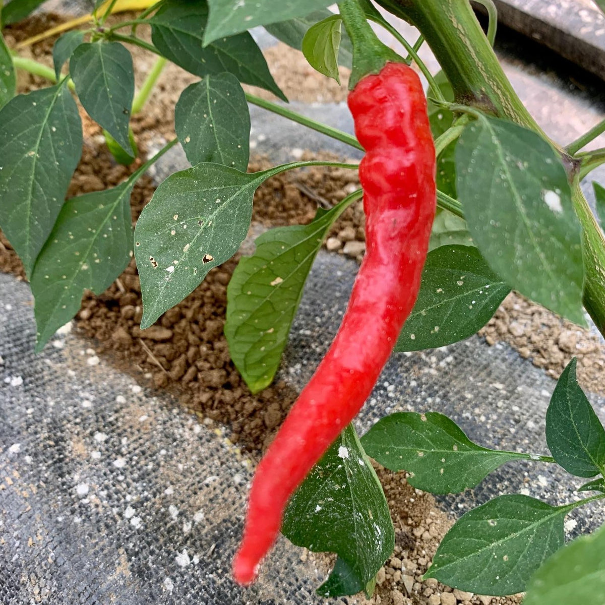 Organic Cayenne Large Red Thick Pepper Seeds (Capsicum annuum) – Spicy ...