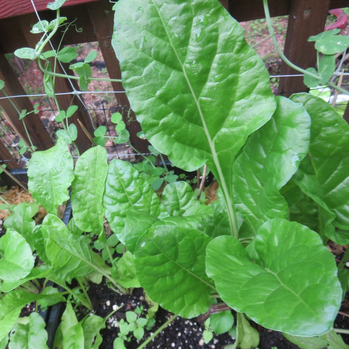 Swiss Chard, Perpetual Spinach – Terra Mater Gardens
