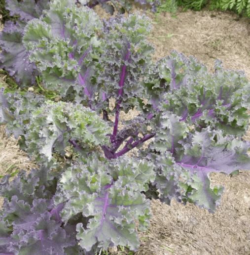Red Russian Kale (Brassica oleracea var. acephala 'Red Russian') Organ ...