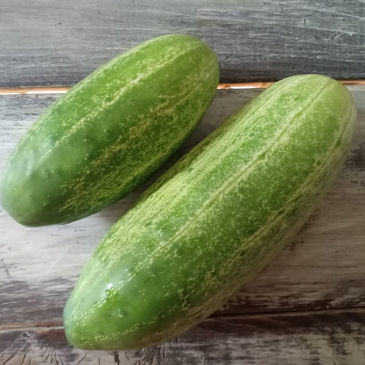 Sumter Cucumber (Cucumis sativus 'Sumter') Organic Seeds – Heirloom Pi ...