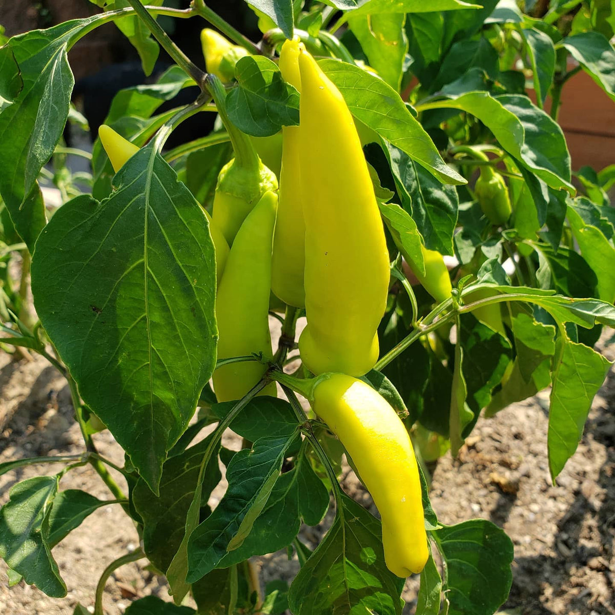 Organic Hungarian Yellow Wax Pepper Seeds (Capsicum annuum) – Mild to ...
